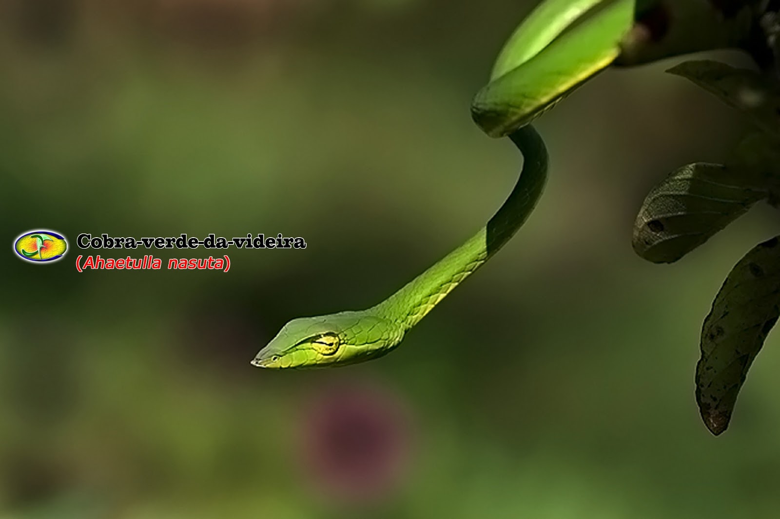 Zoologia: Cobra-verde-da-videira (Ahaetulla nasuta)